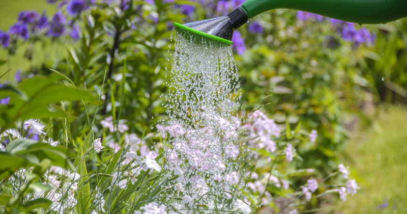 The Science Behind Watering Your Plants Right