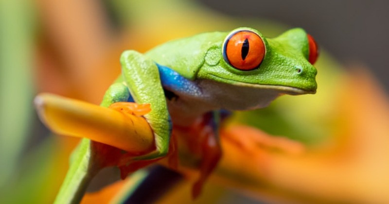 Frog-ization - A New Bizarre Dating Phenomenon GenZers Are Experiencing ...