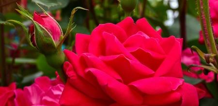 10 Popular Red Roses To Grow (Best Varieties)