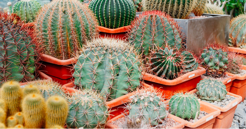 6 Common Mistakes You Should Not Ignore While Taking Care Of A Cactus
