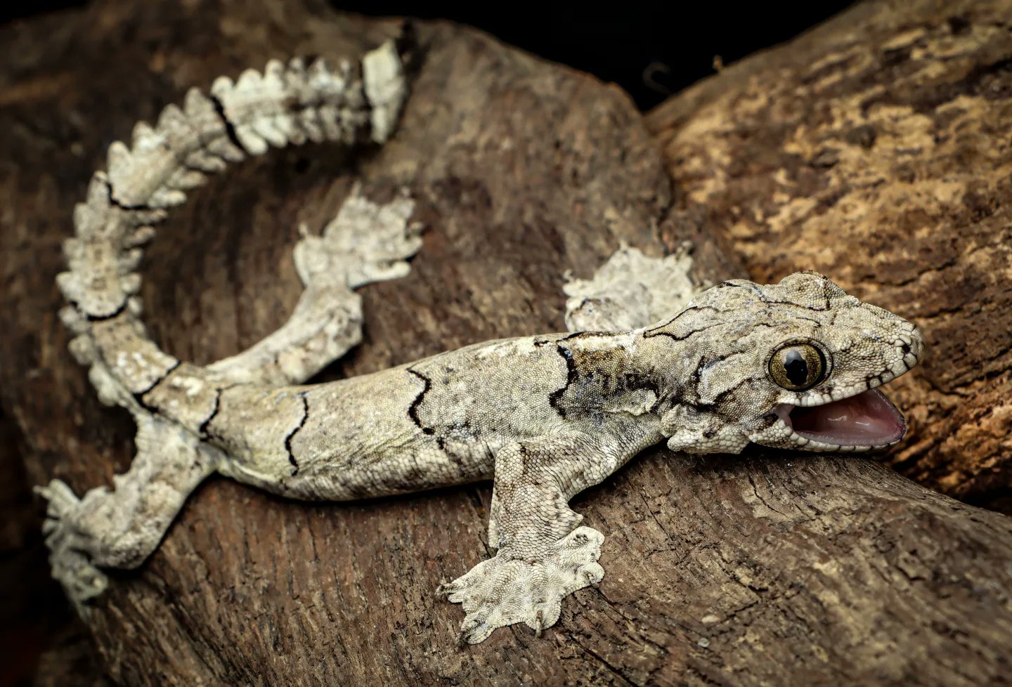 Mizoram Parachute Gecko : This New Lizard Specie Found In Residential ...