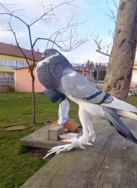 Watch: 'Mutant Pigeon' With Giant Feet Goes Viral
