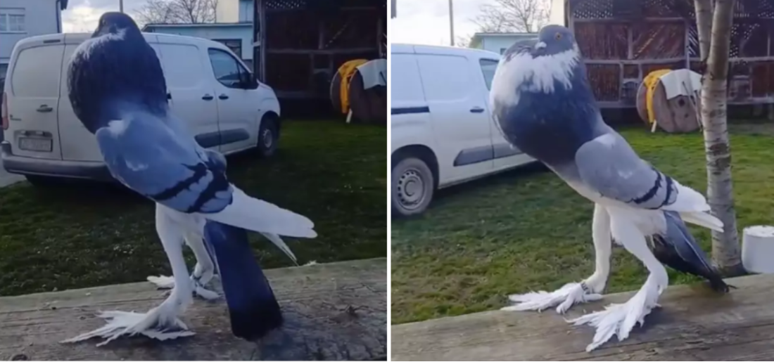Watch: 'Mutant Pigeon' With Giant Feet Goes Viral