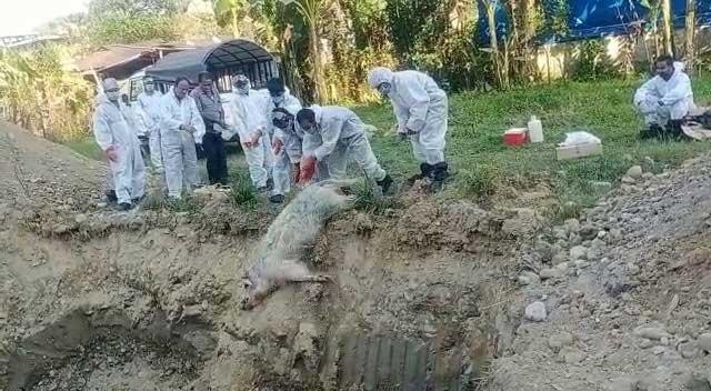 Buying Of Pork From Adjoining States Banned In Arunachal After ...