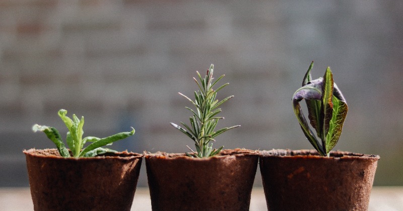 How To Grow Plants By Division And Separation?