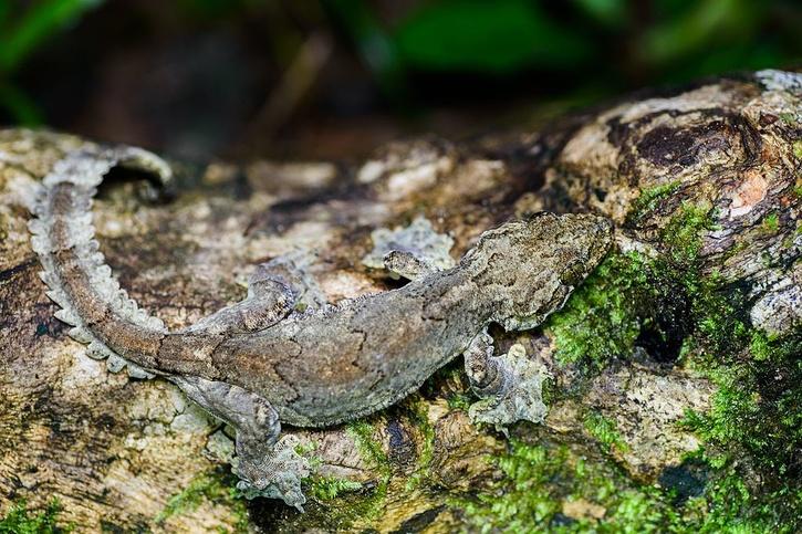 Mizoram Parachute Gecko : This New Lizard Specie Found In Residential ...