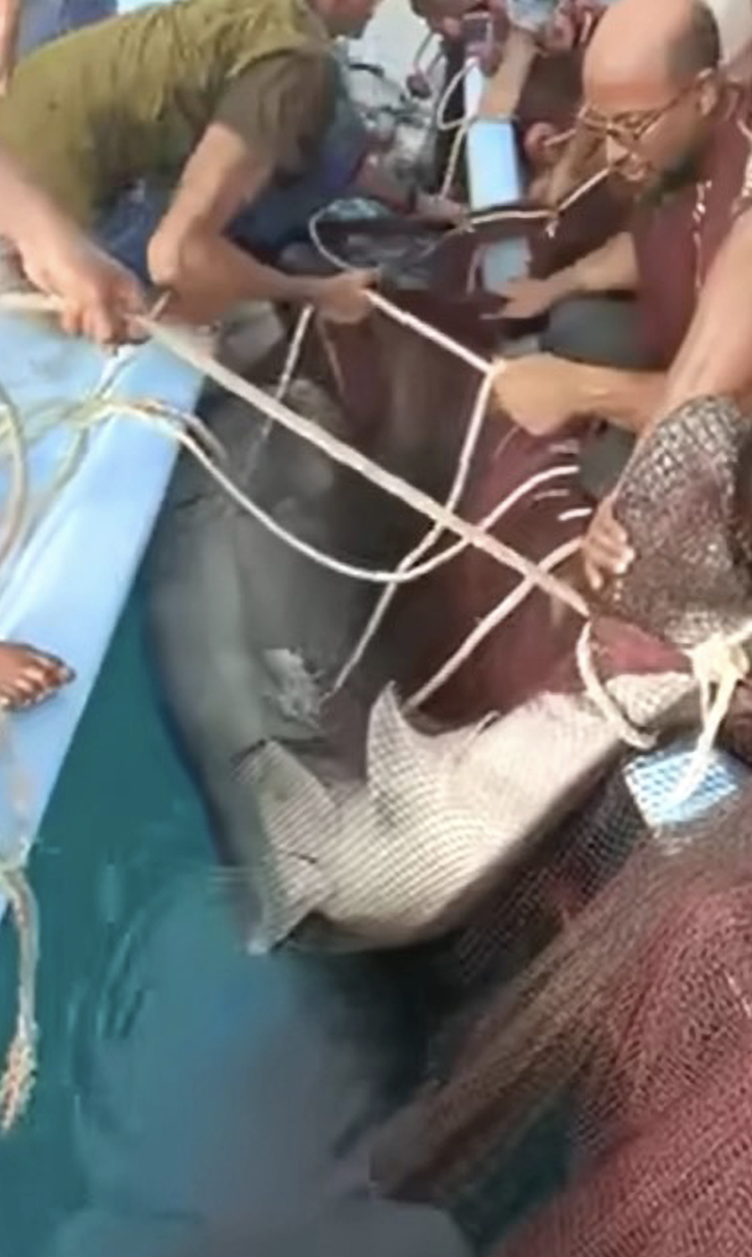 Shark That Ate Russian Tourist Is Being 'Mummified for Museum'