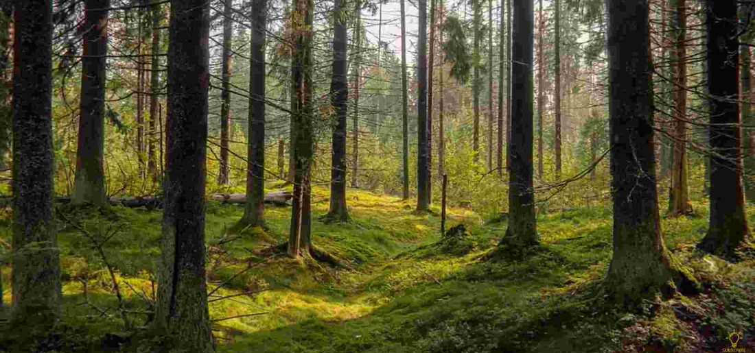 Optical Illusion: Find The Hidden Frog Within 9 Seconds