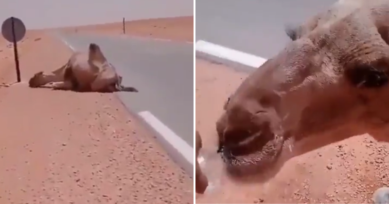 Kind Driver Saves Thirsty Camel From Passing Out