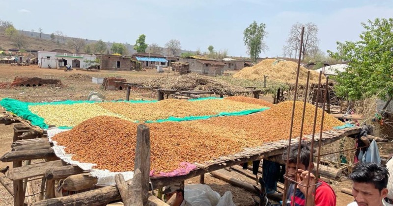 Net Effect: High Quality Mahua Flowers Unlock a New Income Model in ...