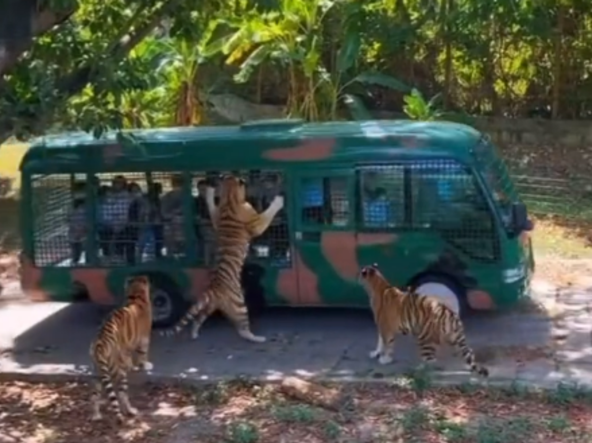 'Adventure- Not For The Weak': Video Showing A Tiger Clinging Onto A ...