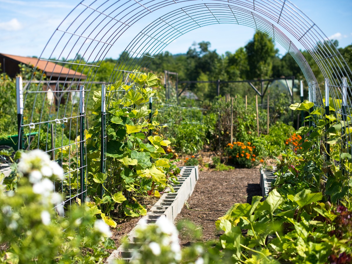 Types Of Fertiliser & How They Help Plants Grow