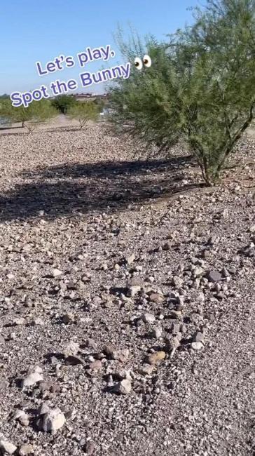 10 Second Optical Illusion: Find The Hidden Rabbit