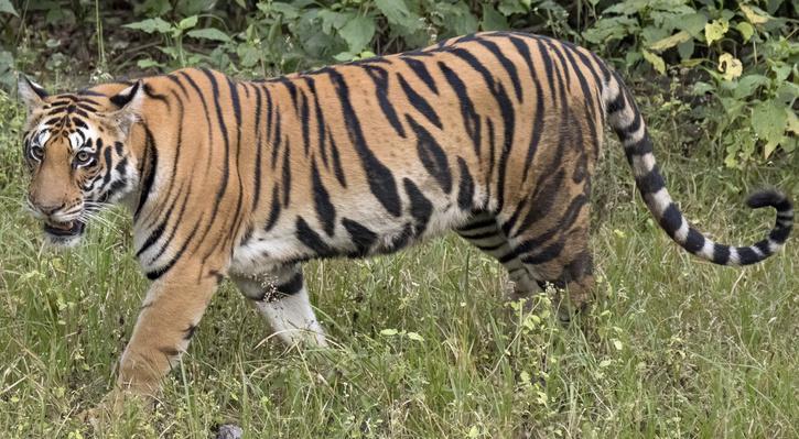 'Adventure- Not For The Weak': Video Showing A Tiger Clinging Onto A ...