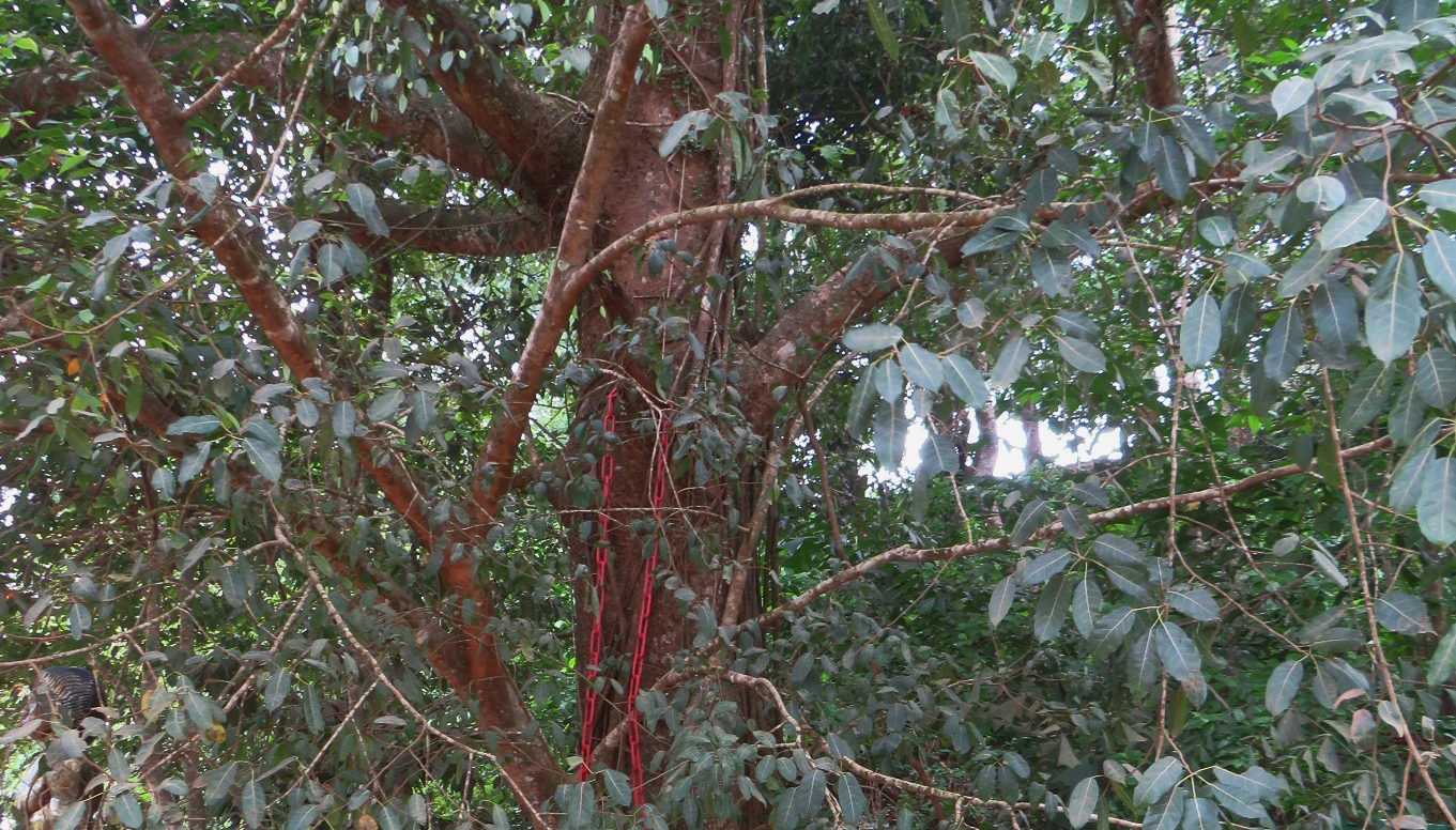 On This Tree In Kerala, The Spirit Of A Tribal Man Killed By British Is ...