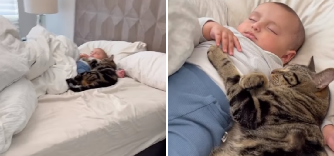 Cat Cuddles A Baby In Viral Video