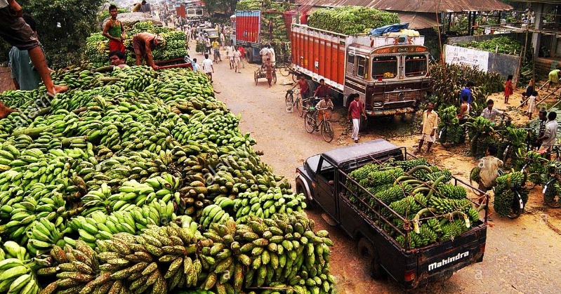 Asia's Largest Banana Market With A Monthly Turnover Of 4 Crores Is In ...