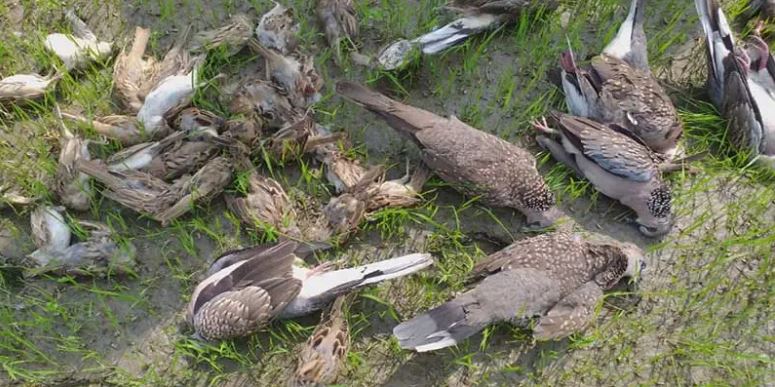 Thousands Of Birds Fall Dead In Assam's Jania Village In Suspected Case ...