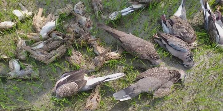 Thousands Of Birds Fall Dead In Assam's Jania Village In Suspected Case ...