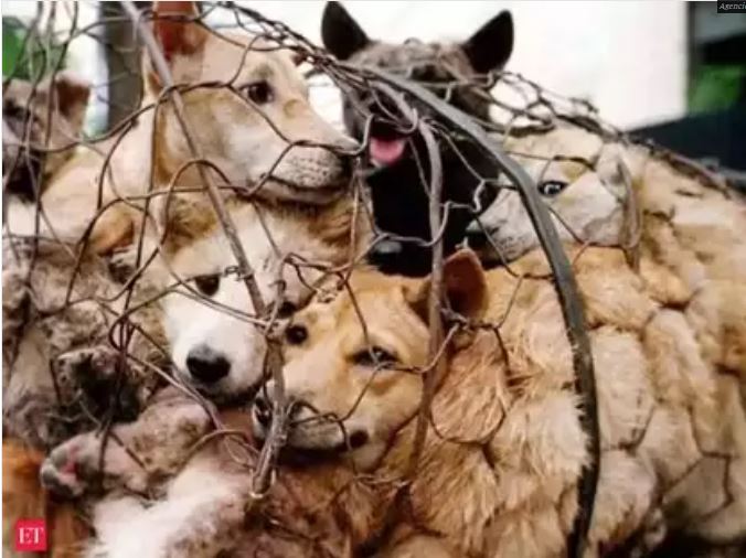 "Dog Meat Acceptable Food Among The Nagas" : Guwahati HC Quashes Ban On ...