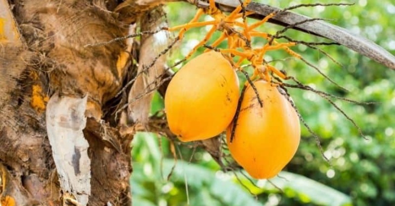 Are Orange Coconuts Healthier Than Green Coconuts?