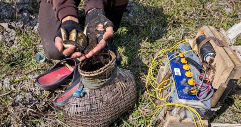 Electrofishing : How This Method To Kill Fishes Is Affecting Aquatic ...