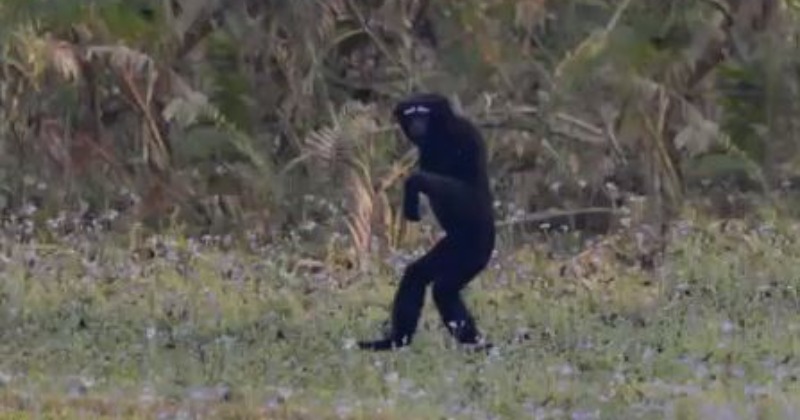 This Viral Video From Kaziranga Shows A Hoolock Gibbon Walking Like A ...