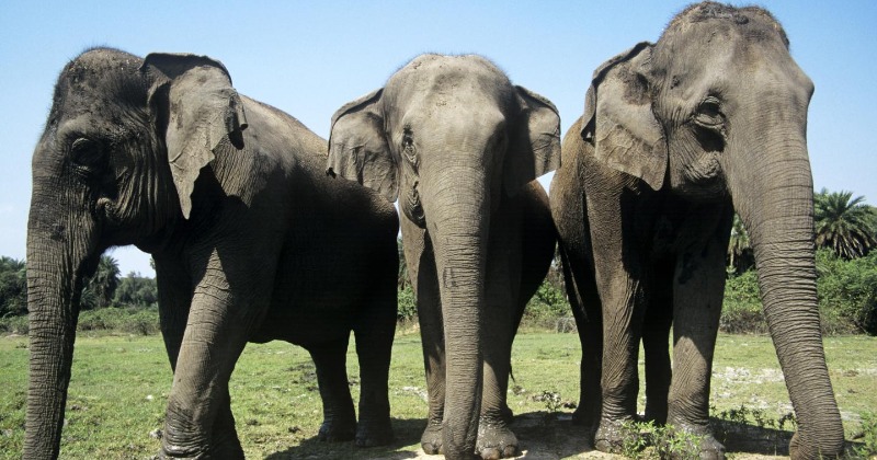 Forest Officials In Tripura Use Bamboo With Thorns To Protect ...