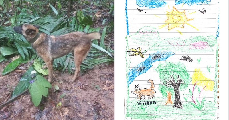 Search On For Wilson, Heroic Dog Who Rescued Children Lost In Amazon ...