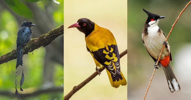 Three Rare Bird Species Spotted In UP During Sarus Crane Census, One Of ...