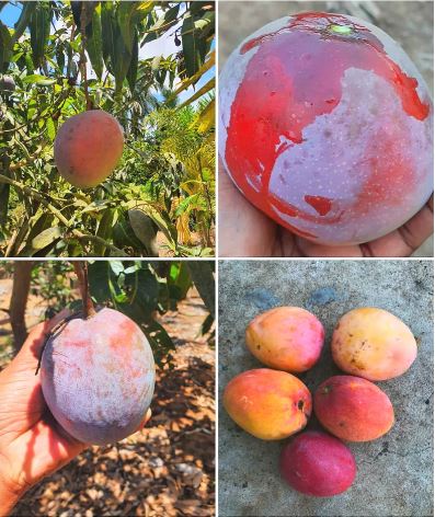 Not Only World's Most Expensive Miyazaki Mango, Tripura Produces A ...
