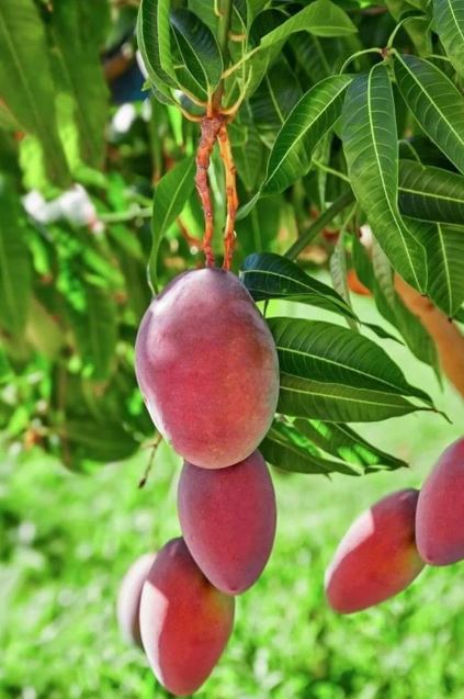 Not Only World's Most Expensive Miyazaki Mango, Tripura Produces A ...