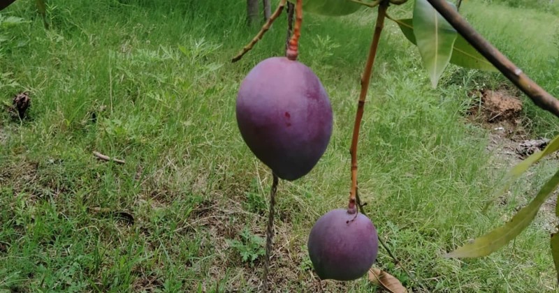 World's Most Expensive Mango: Japan's Miyazaki Mango Now In India