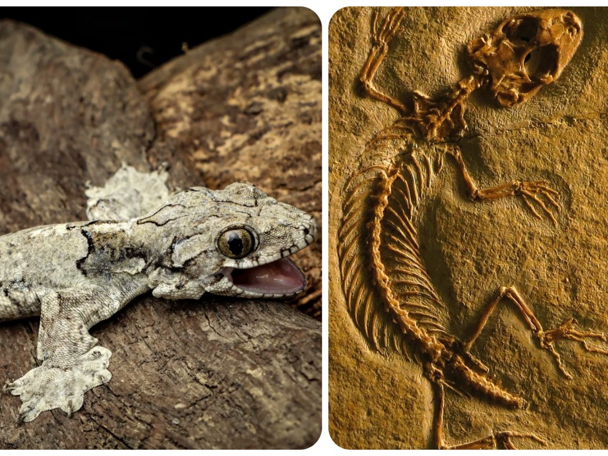 Mizoram Parachute Gecko : This New Lizard Specie Found In Residential ...