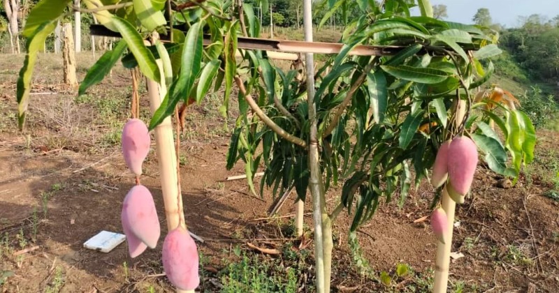 World's Most Expensive Mango : This Ruby Red-Coloured Miyazaki Mango Is ...