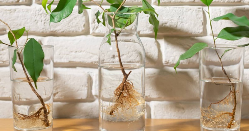 Growing Plants By Root Cuttings