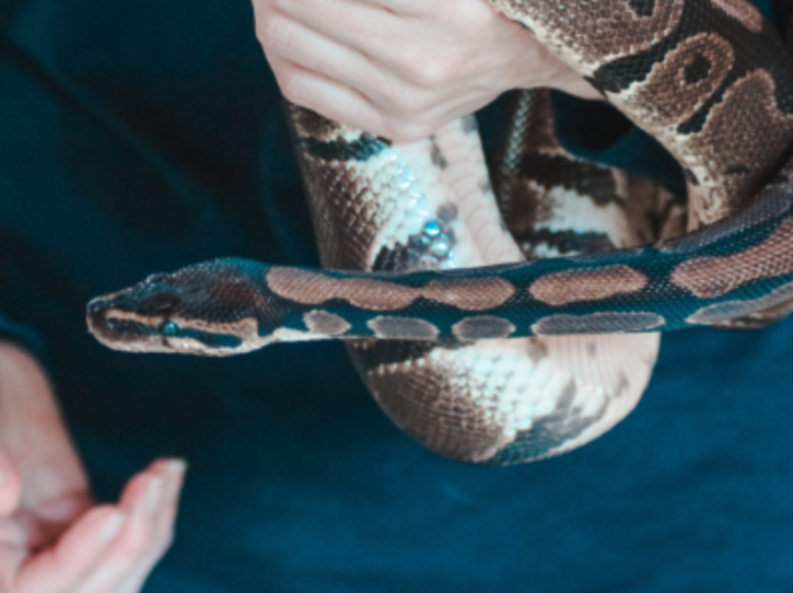 8-foot Python Successfully Rescued