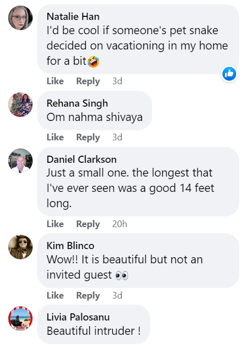 8-foot Python Successfully Rescued