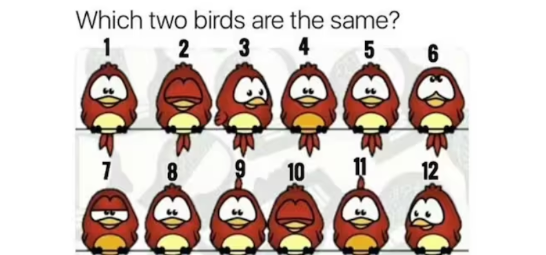 Can You Spot The Two Similar Birds In This Picture?