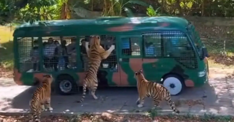 Viral Video Captures Tiger's Hair-Raising Stunt