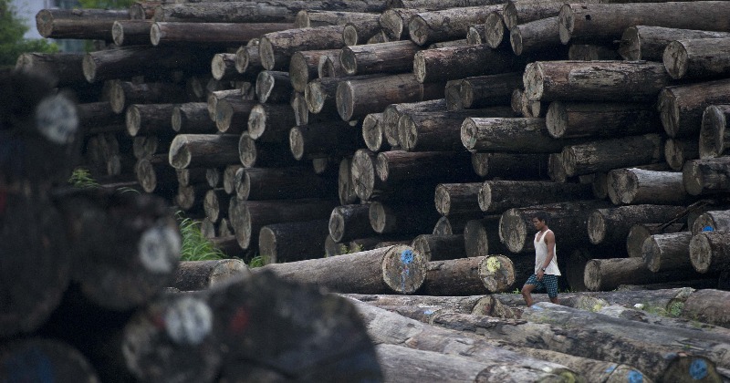 Explained: Why Teak Imported From Myanmar Is Called "Conflict Wood"