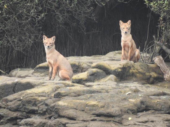 Karnataka Poultry Farmer Who Illegally Raised A Fox Believing It Will ...