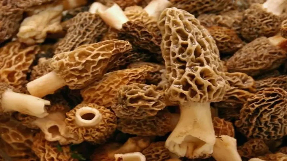 ये है दुनिया की सात सबसे महंगी सब्जियां, एक किलो की कीमत इतनी कि आप ...