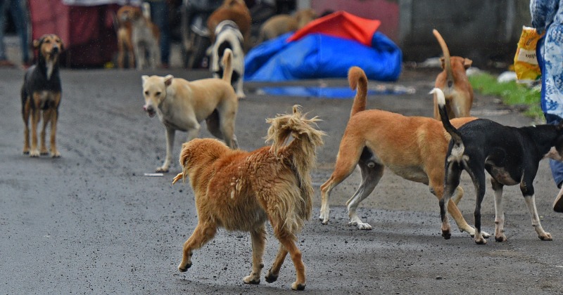 Pack Of 20 Dog Attack, Kill 3-Year-Old Girl In UP's Bareilly, Victim ...
