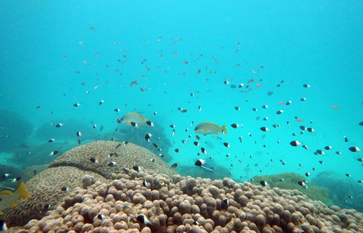 Explained: What Is The UN’s High Seas Treaty?