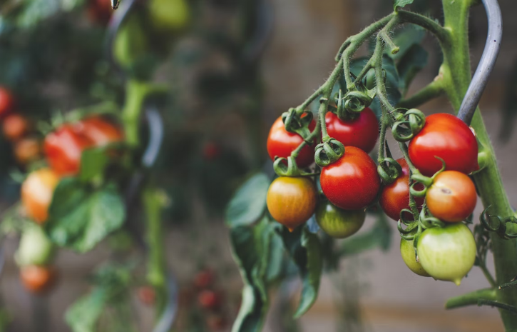 10 Plants That Are Ideal For Summer Gardening