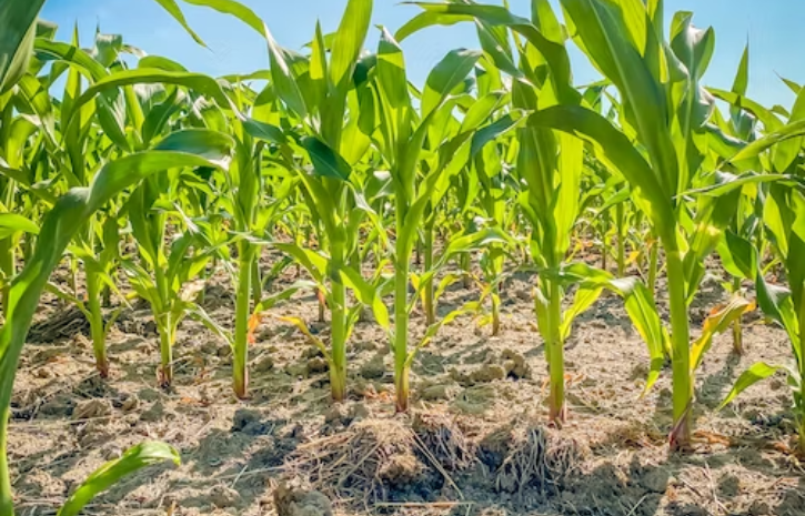 How To Grow Corn At Home