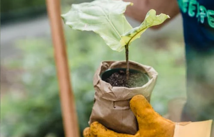 14 Simple Gardening Tips and Tricks