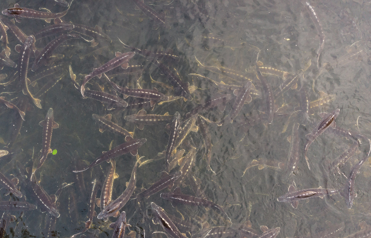 Explained: Ornamental Fish Aquaculture And Recent Initiative Started In ...