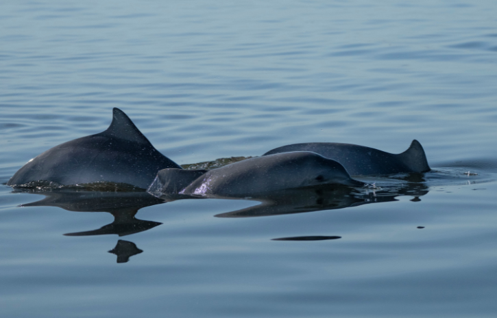 Explained: What Is The UN’s High Seas Treaty?